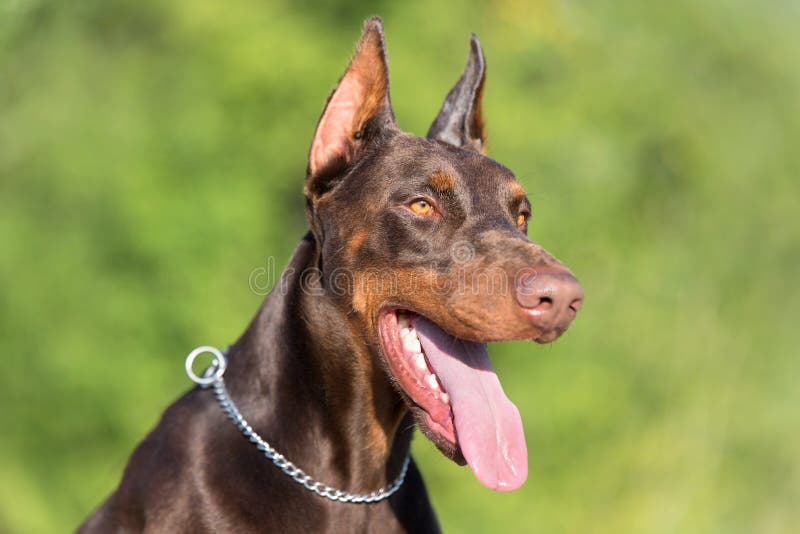 Doberman Dog Head with Ears. Portrait of a Left Side View Stock Image ...