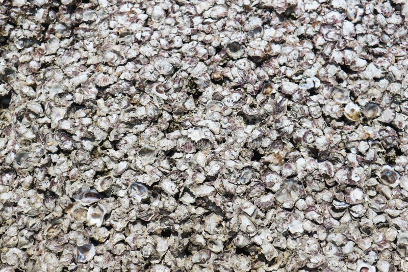 Closeup Photo of Fossilized Shells on the Rock Stock Image - Image of ...