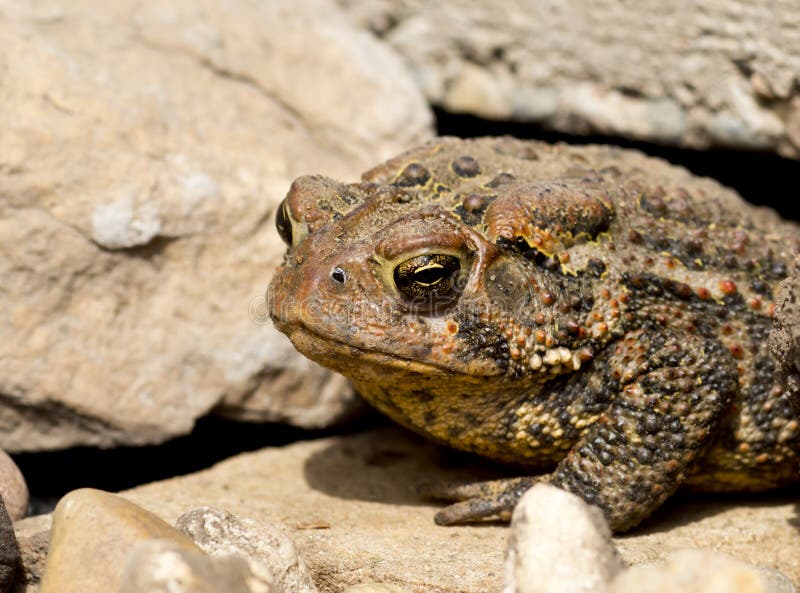 Garden Toad stock photo. Image of toad, scaly, common - 7471428