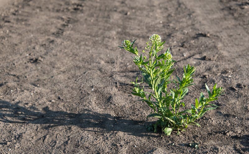 Closeup Photo of Green Weed Stock Photo - Image of ground, dirt: 92282058