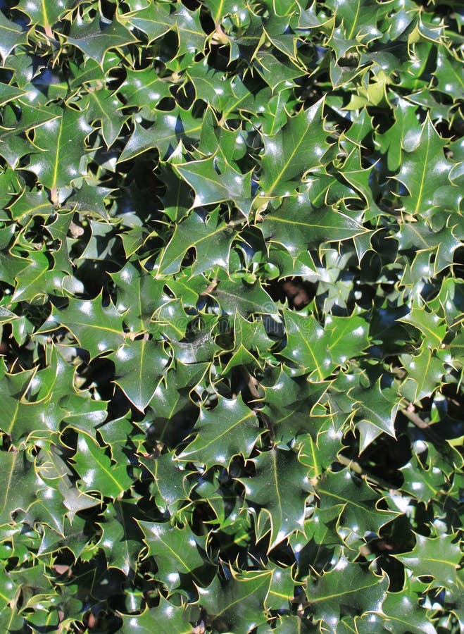 Ilex stock image. Image of branch, shrub, ilex, foliage - 30219519