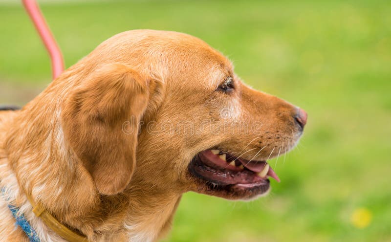 Closeup Photo of a Labrador Dog Face in Park Stock Image - Image of ...