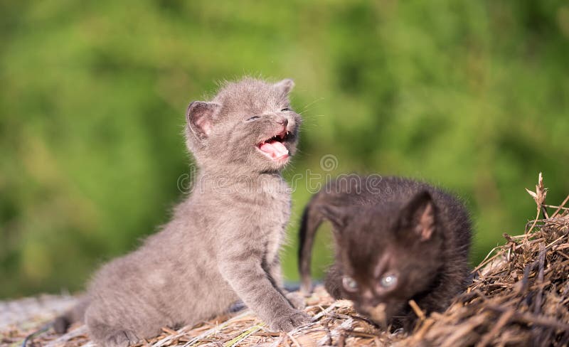 Closeup Photo of Little Cats Stock Photo - Image of mammal, black ...
