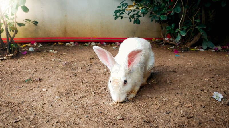 Closeup Image of Little White Rabbit Sitting on Ground Stock Photo ...
