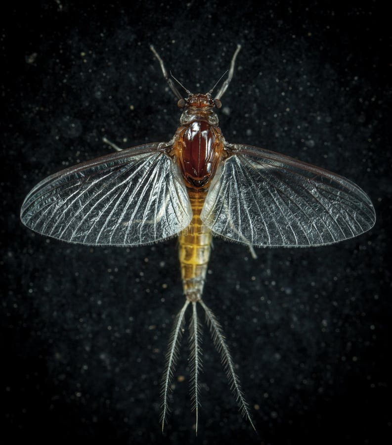Closeup Photo Of Mayfly Picture. Image: 109920503