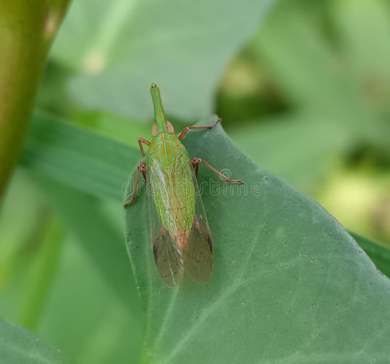 Closeup Photo of a Medium Green Insect on a Plant Leaf Stock Image ...