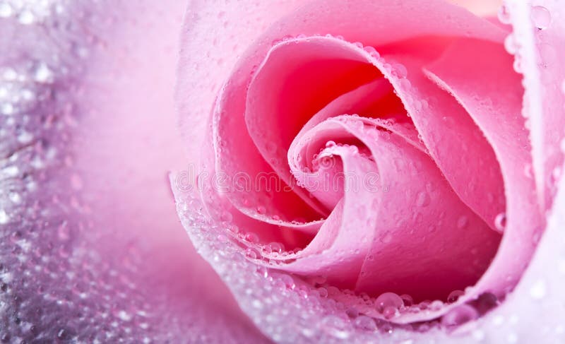 Ping Rose stock photo. Image of pink, romance, forever - 234288