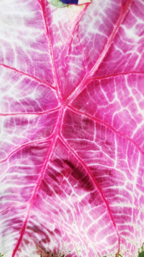 Closeup Photo of Pink Leaf Surface Textureï¿¼ Stock Image - Image of ...