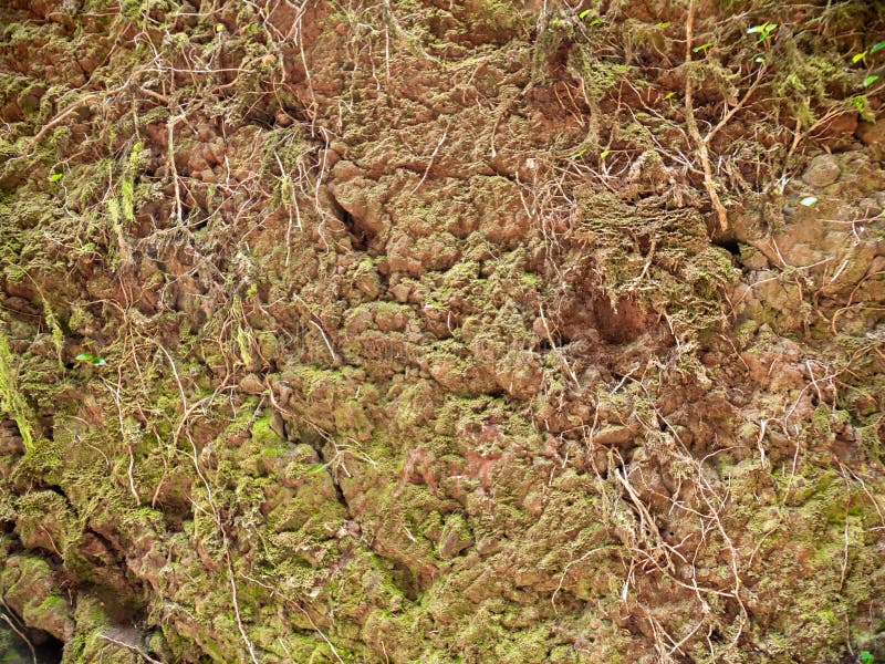 Closeup Image of Plants Roots and Moss Growing on Soil Stock Photo ...