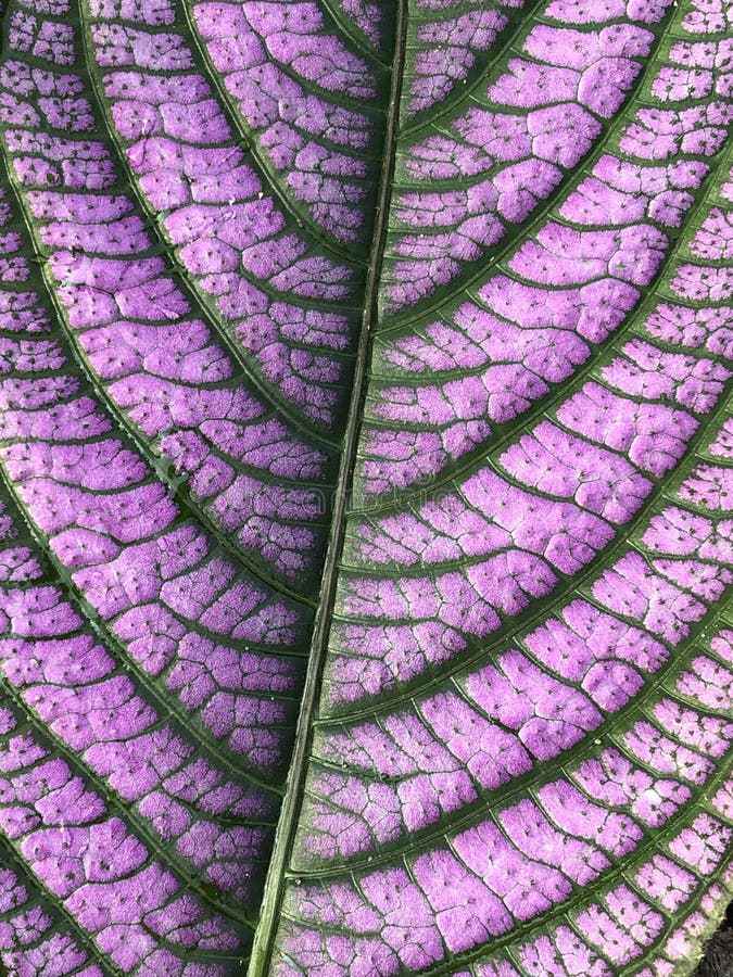 Closeup Photo of a Purple Leaf. Stock Image - Image of life, living ...