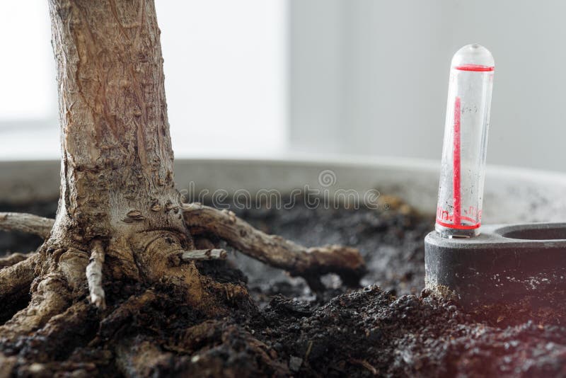 Tree root background stock photo. Image of abstract - 270622632