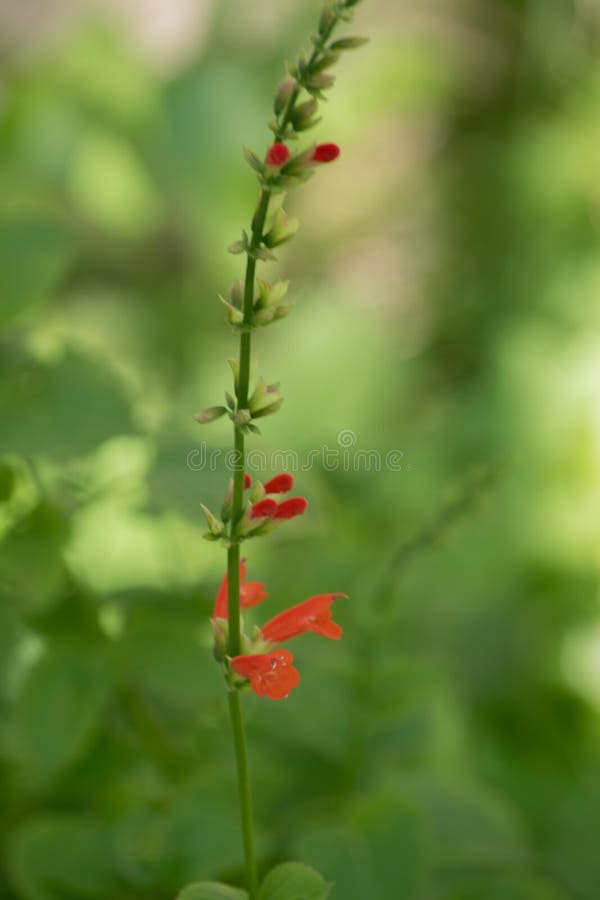 Closeup Photo of a Small Red Flower. Salvia Elegans Stock Image - Image ...
