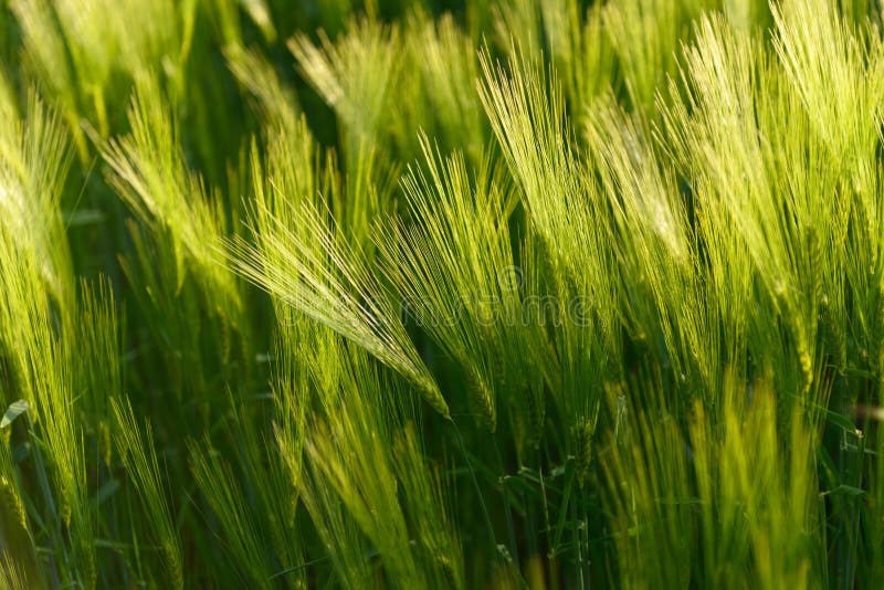Closeup Photo of Some Fresh Wheat Stock Image - Image of life, fresh ...