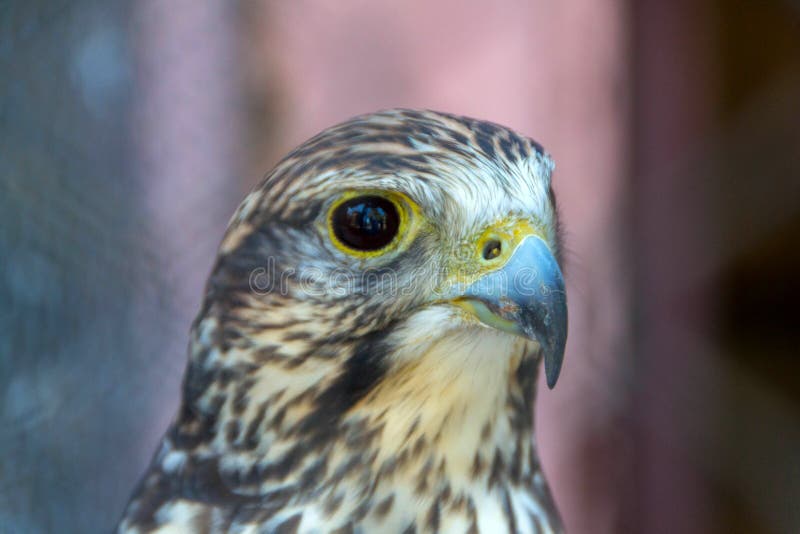 Step hawk, close up stock image. Image of bird, predator - 158686635
