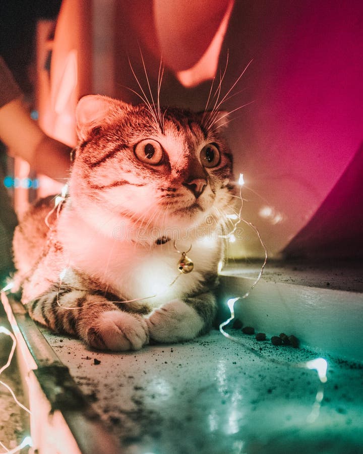 Closeup Photo Of String Light On Tabby Cat Stock Image - Image of ...