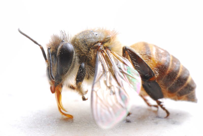 Bee Closeup stock photo. Image of jelly, details, colony - 29842276