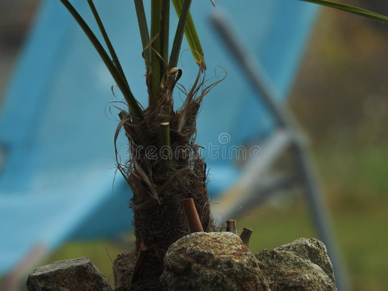 Palm base stock photo. Image of tropical, palm, bottom - 104287590