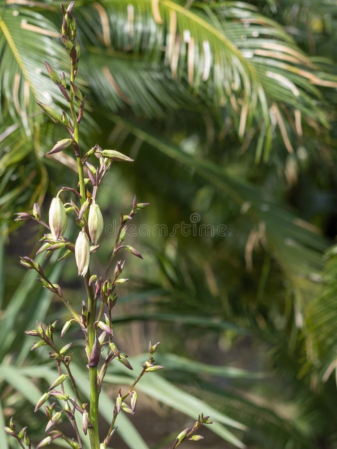Closeup Photo of Wet Jucca Flowers Stock Image - Image of jucca, nature ...