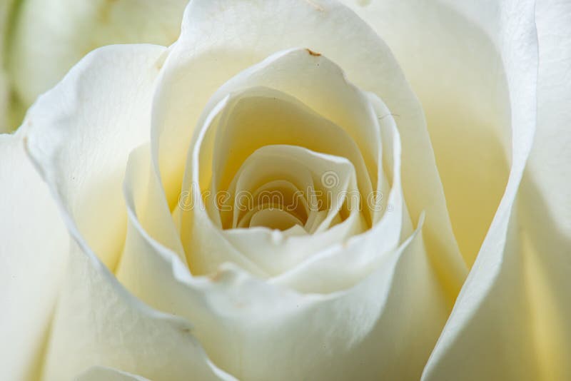Closeup Photo of White Roses.. Stock Image - Image of wedding, bouquet ...