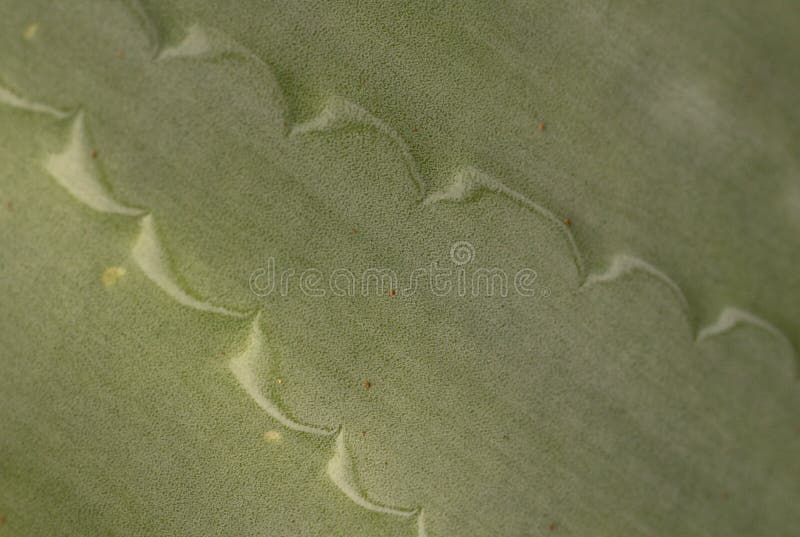 A Closeup Photograph of an Aloe-Vera Leaf Revealing Its Texture. Stock ...