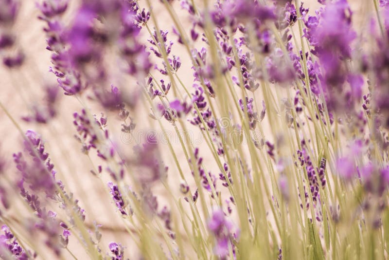 Levanda Stock Photos - Free & Royalty-Free Stock Photos from Dreamstime