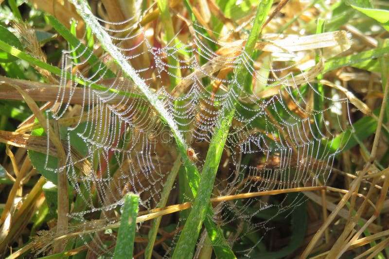 Closeup Spider Web Covered in Dew Drops Shimmering in the Sun Rays ...