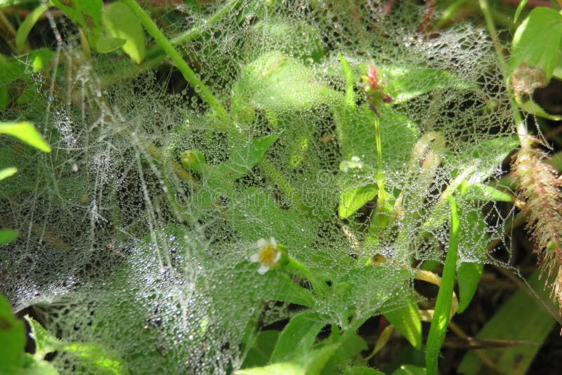 Closeup Spider Web Covered in Dew Drops Shimmering in the Sun Rays ...