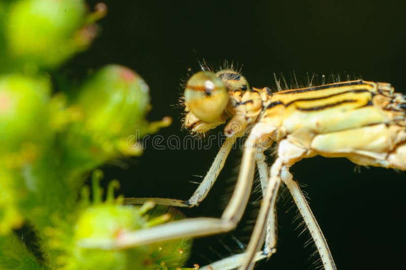 Closeup Photography Dragonfly. Eating Insect Stock Image - Image of ...