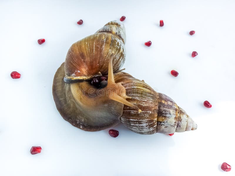 Closeup Photography of a One Giant Snail in the Studio on a White ...