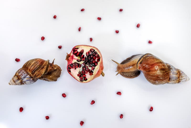 Giant Snails, Believed To Be Achatina Fulica, on Cactus Side Stem at ...