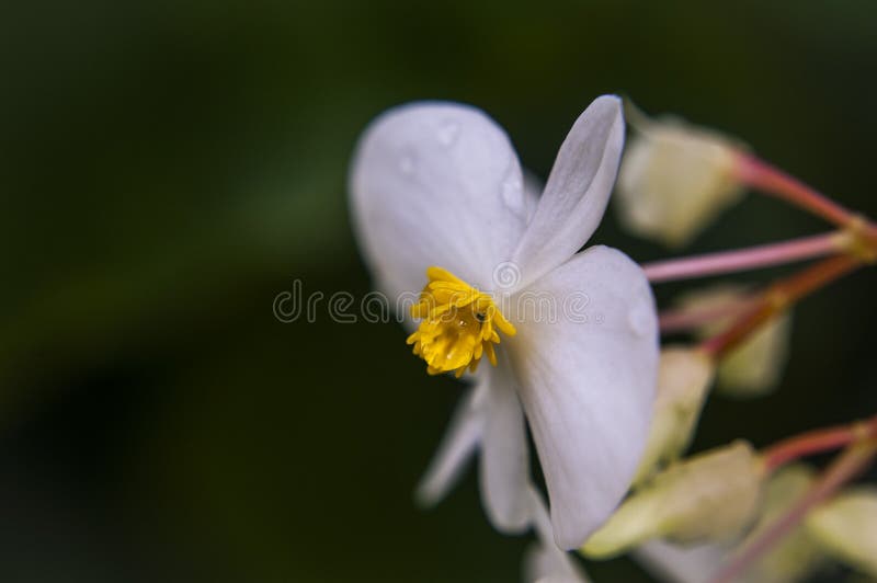 Closeup Photography Of White Flower Picture. Image: 114443149