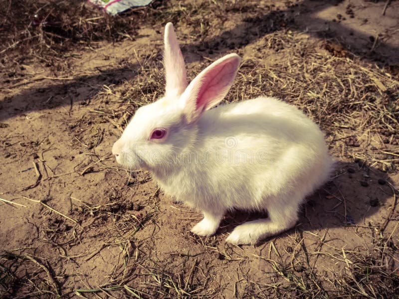 Closeup Photography of White Rabbite Stock Image - Image of closeup ...
