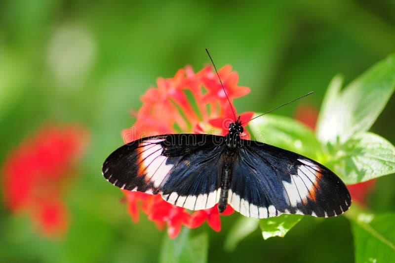 Closeup of a Piano Key Butterfly Stock Photo - Image of butterfly ...