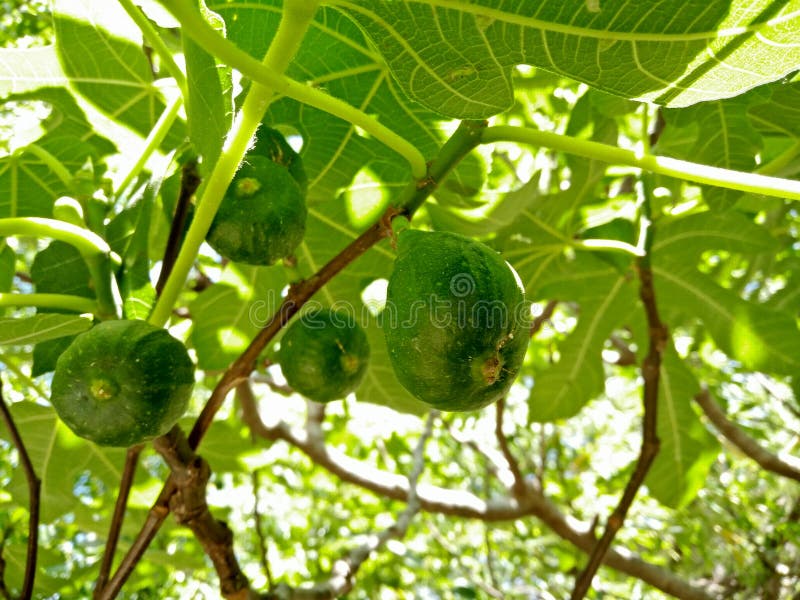 A Closeup Pic of a Group of Green Figs between the Fig Tree Branches ...