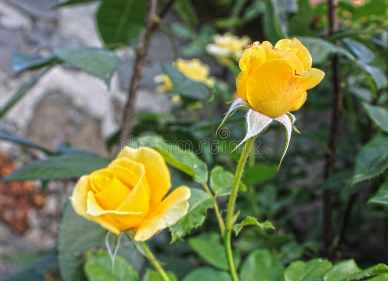 A Beautiful Bunch of Two Yellow Roses Stock Photo - Image of pink ...