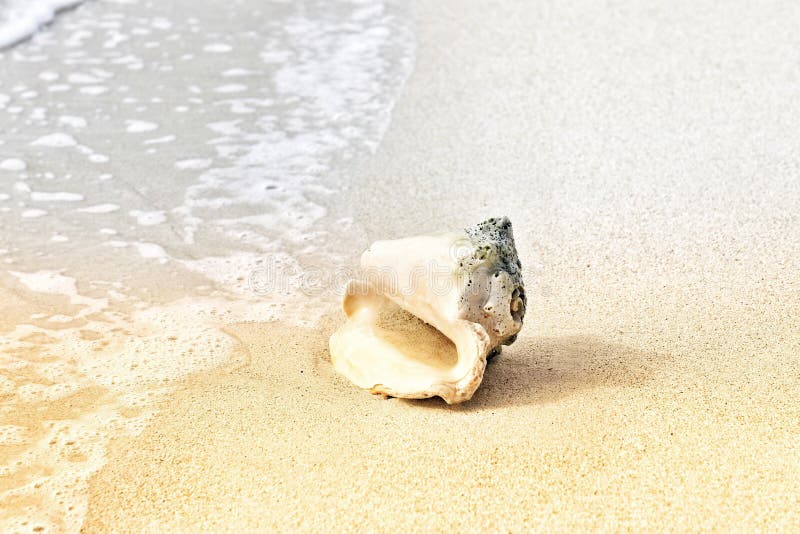 Closeup Picture of an Empty Snail Shell on a Beach Surrounded by Sea ...