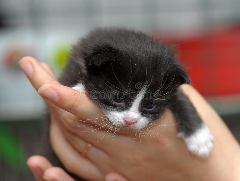 Closeup Picture of Hands Holding Little Kitty. Stock Image - Image of ...