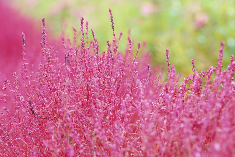 Kokia stock image. Image of flower, full, park, kokia - 58865343