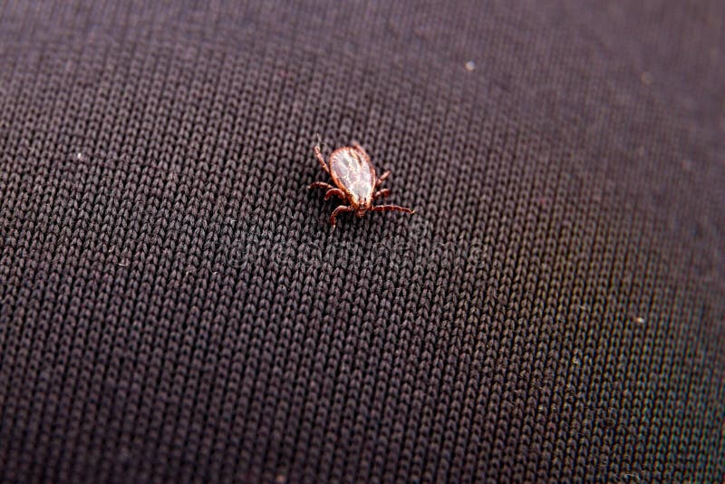 Closeup Picture of Mite on the Black Clothes Isolated. Stock Image ...