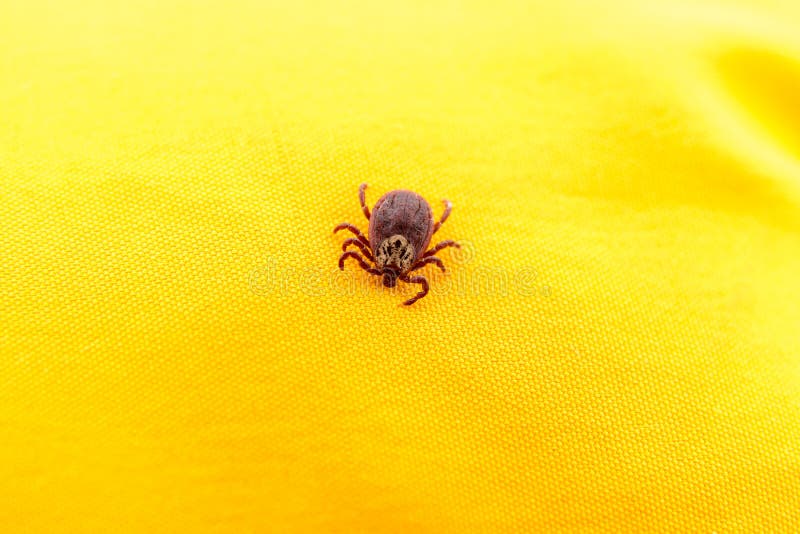Closeup Picture of Mite on the Yellow Clothes Isolated. Stock Photo ...