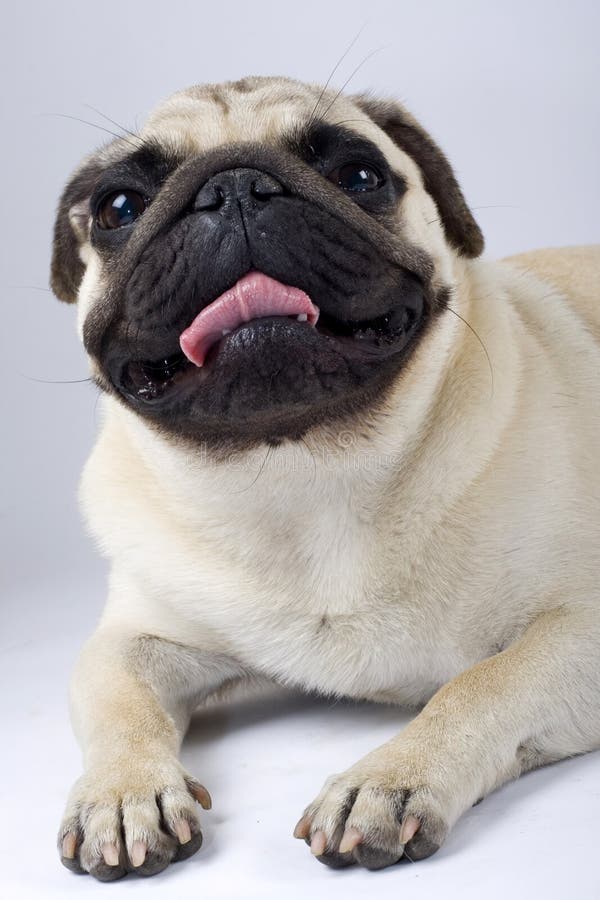 Pug stock image. Image of cute, closeup, adorable, funny - 49030319