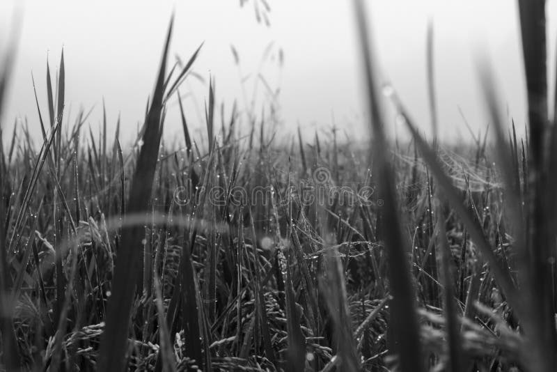 Closeup Picture of the Rice Fields in Magelang Central Java Indonesia ...