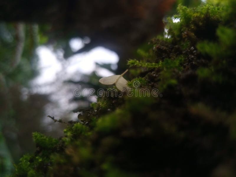 Closeup Picture of a Small Leaf on a Tree Stock Image - Image of ...