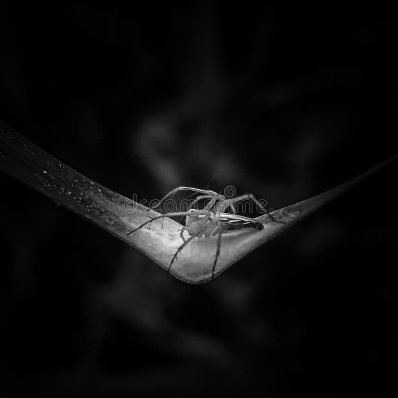Closeup Picture of Spider on the Grass Stock Photo - Image of wing ...
