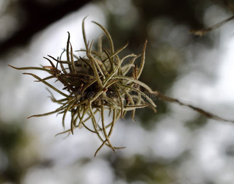 Tree Moss Closeup Forest stock photo. Image of forest - 153280944