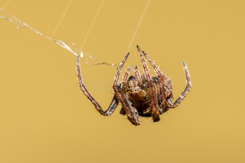 Spider Hanging from the Web Stock Photo - Image of spider, ravilla ...
