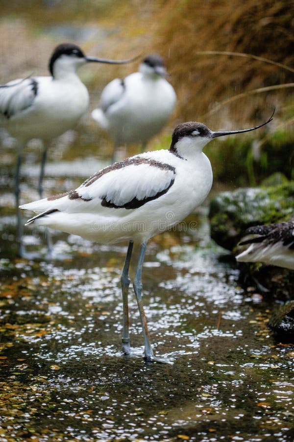 Closeup of Pied Avocet Birds Standing in Water Stock Photo - Image of ...