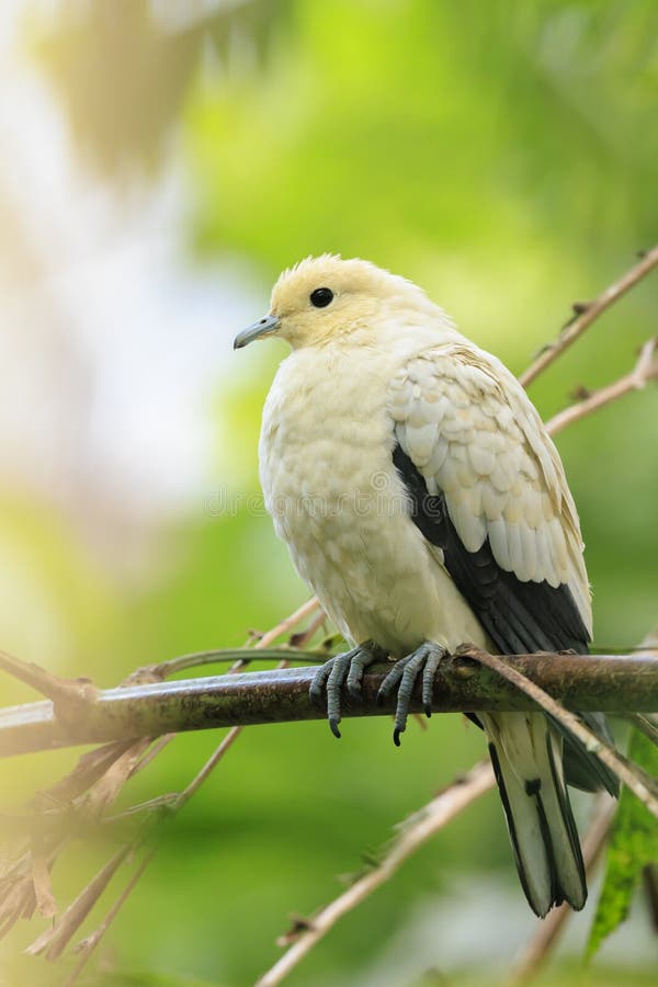 Closeup of a Pied Imperial Pigeon, Ducula Bicolor, Perched Stock Image ...