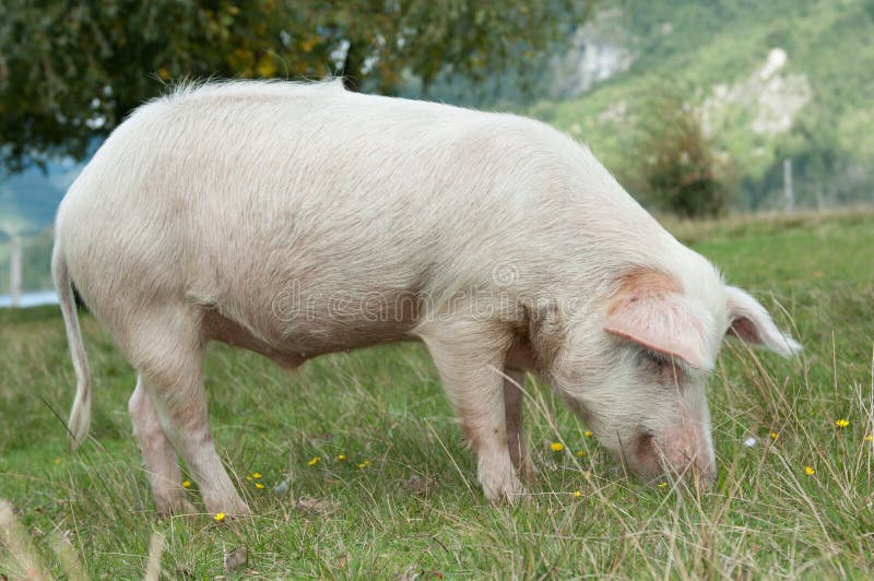 Closeup on pig eating stock image. Image of farm, green - 25915497