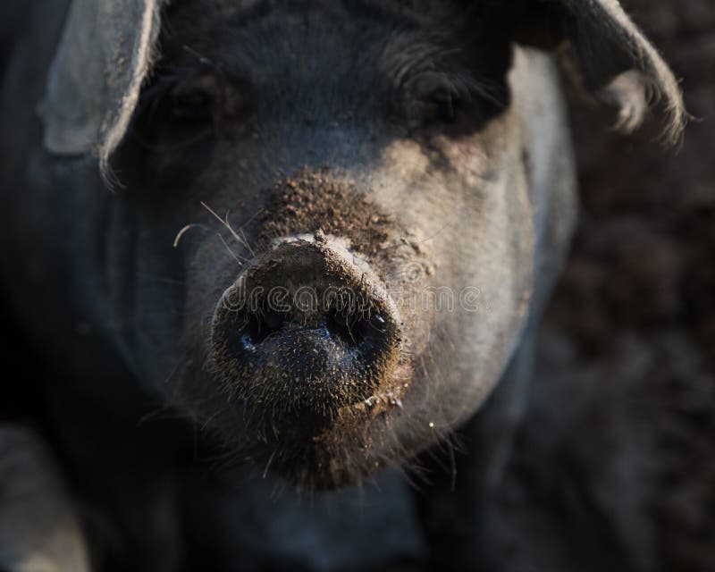 Closeup of a pig snout stock photo. Image of dirty, rural - 77138080